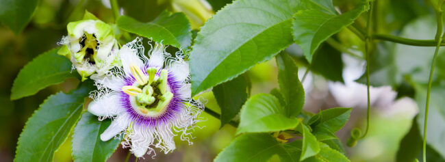 Tampa Garden Club | Gardens Grow - Tampa FL